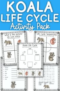 Life Cycle of a Koala - Easy Activities for Kids - Organized Home School