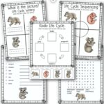 Life Cycle of a Koala - Easy Activities for Kids - Organized Home School