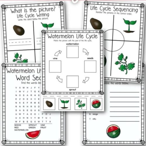 Life Cycle of a Watermelon Fun Activities for Kids - Organized Home School