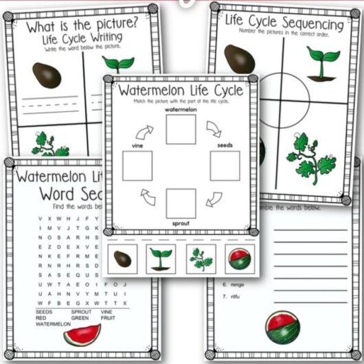Life Cycle of a Watermelon Fun Activities for Kids - Organized Home School