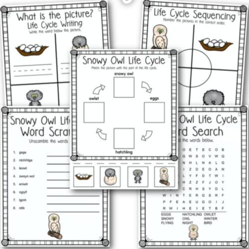 The Life Cycle of an Owl (Fun Learning Activities) - Organized Home School